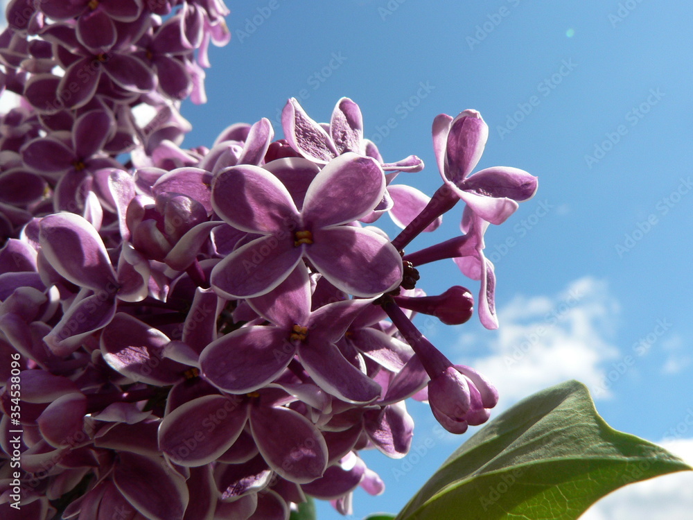 Beautiful blooming varietal selection two-tone lilac (Syringa vulgaris ...