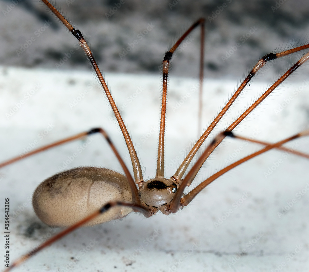 The Pholcidae are a family of araneomorph spiders. The family contains ...