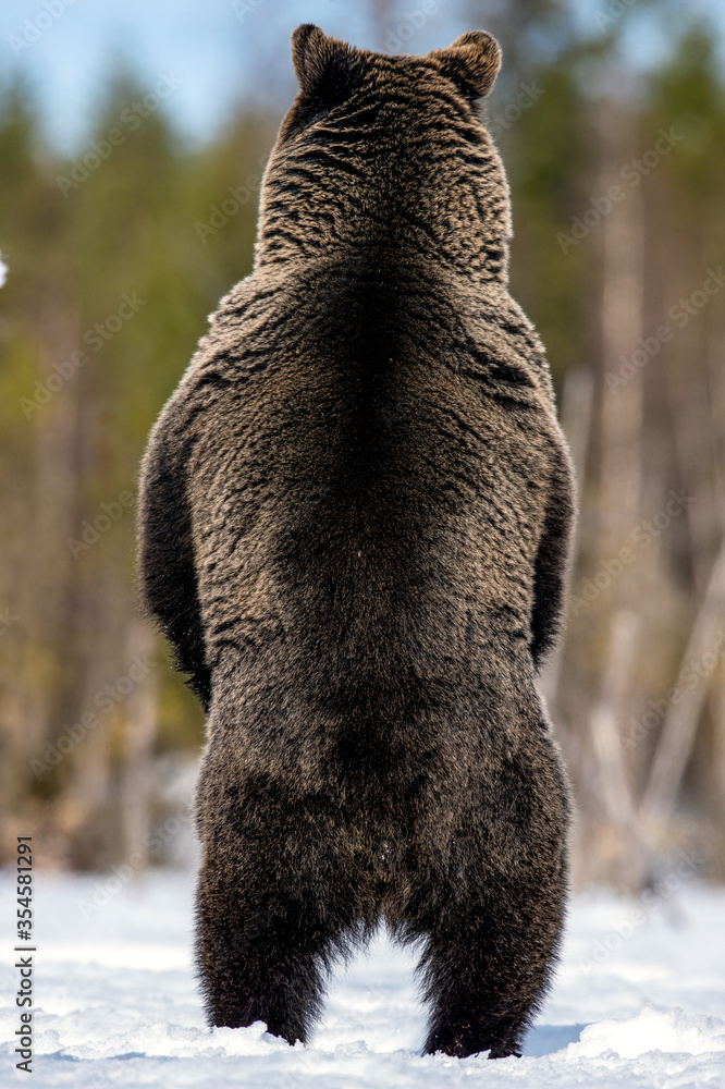 Brown bear standing on his hind legs in spring forest. Back view, close ...