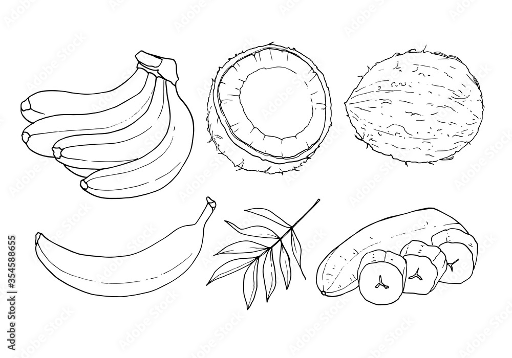 Vector set of contours of bananas and coconuts. Element for coloring ...