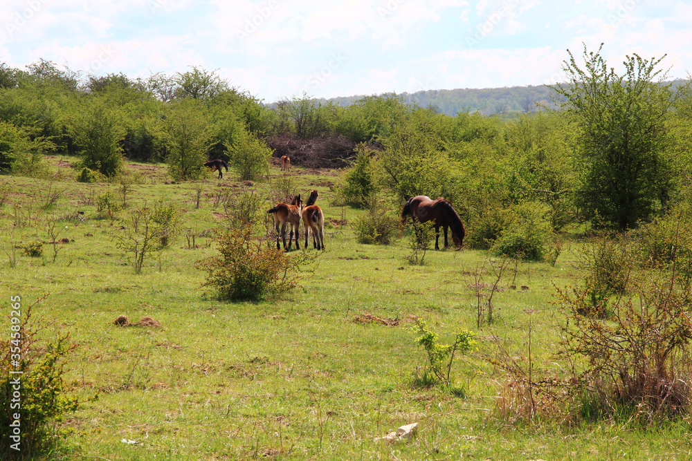 Part of a herd of Exmoor ponies (a mare and two foals) grazing and ...