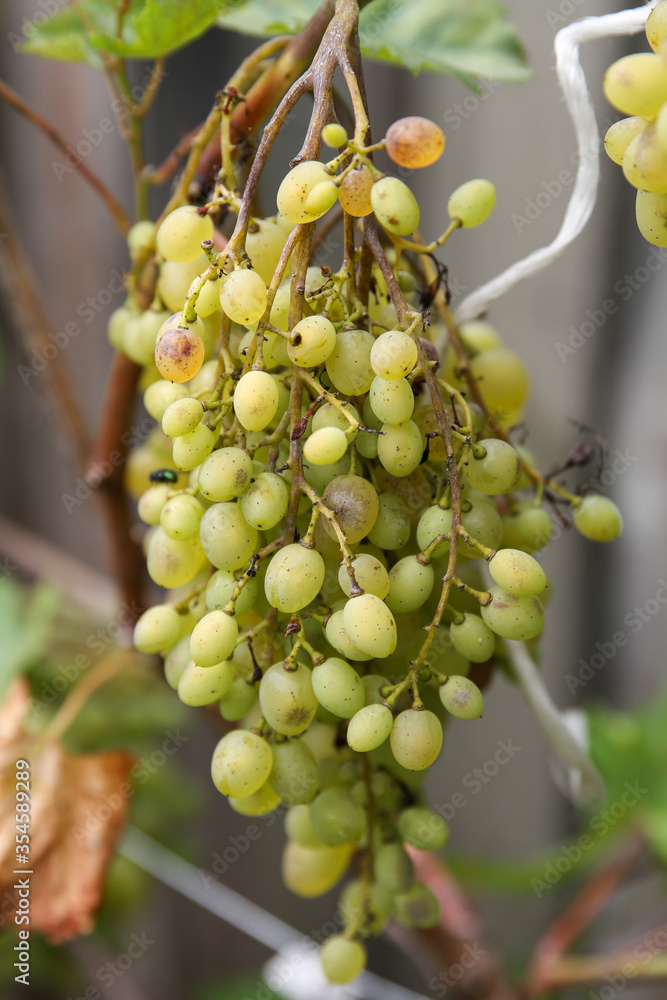Leaves and fruits of green grapes with spots and bloom. Mildew and oidium grape. Primary signs ...