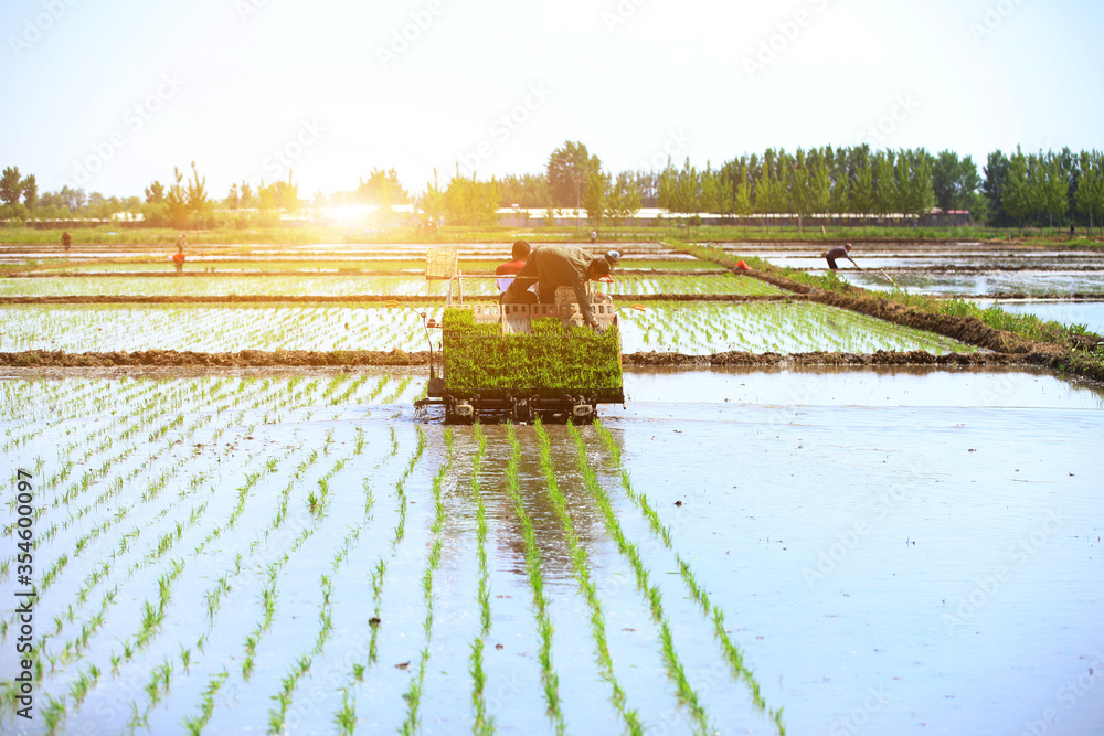 Farmers planting rice in field by using rice planting machine. Stock ...