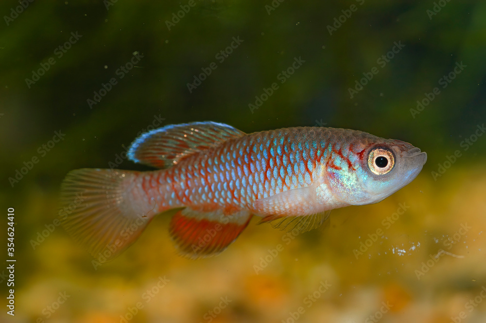 Fotografia do Stock: Nothobranchius kirki, the redfin notho, is a ...