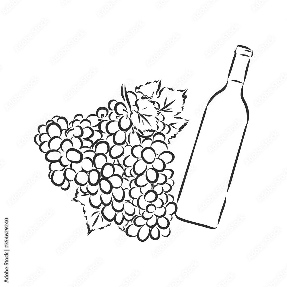 Sketch illustration of bunch of grapes, wine grapes, vector sketch ...