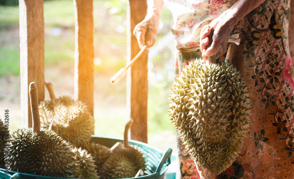 Elderly woman hold dourian and knock on wood Durian at house. Durian ...