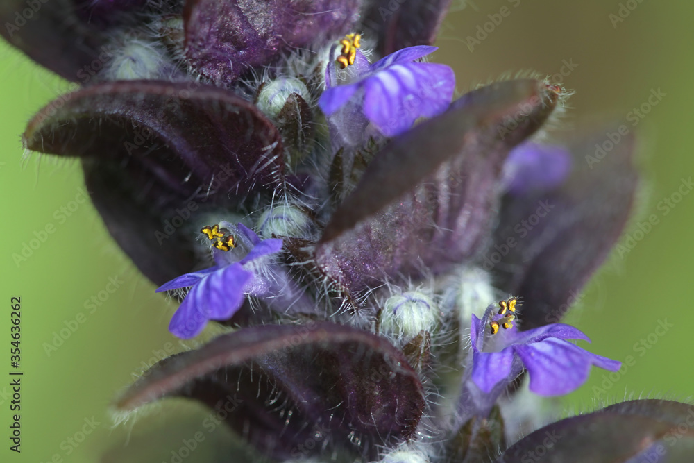Ajuga pyramidalis, commonly known as pyramidal bugle Stock Photo ...