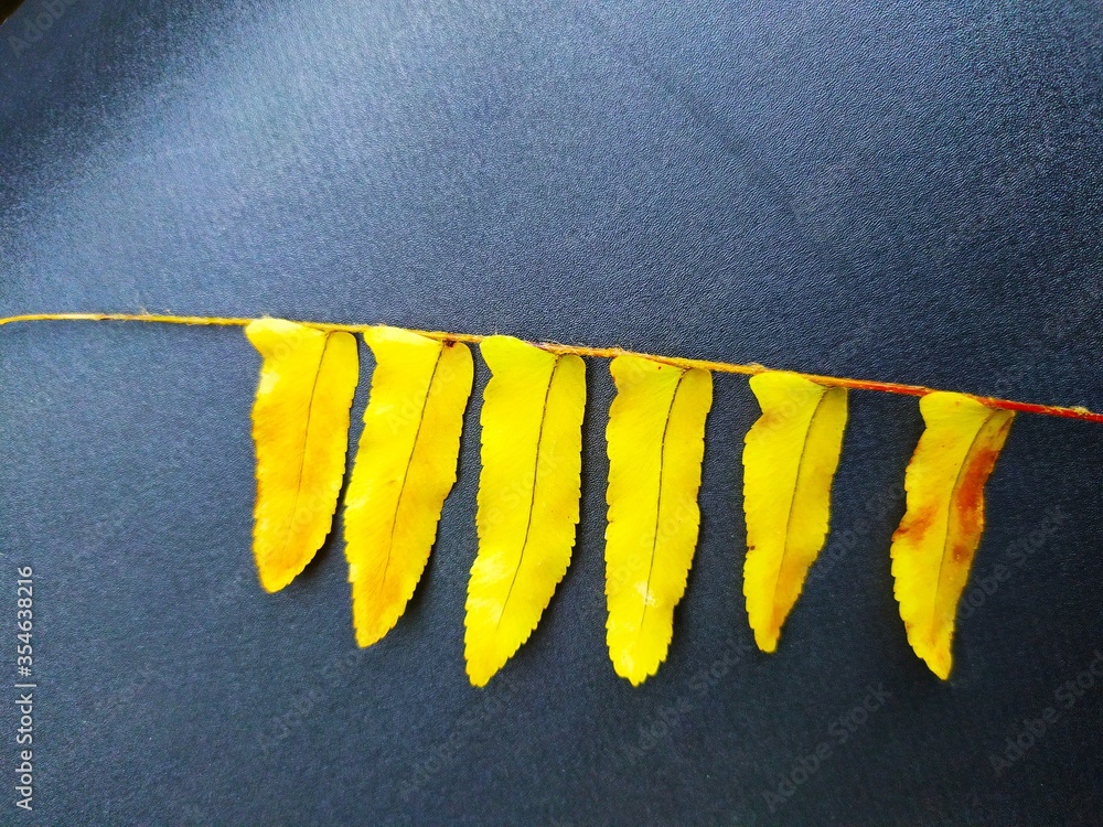 A Fern leaf (Nephrolepis cordifolia) isolated on black background. It ...