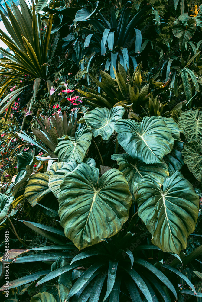 Plant wall with lush green vegetation. Natural foliage background ...
