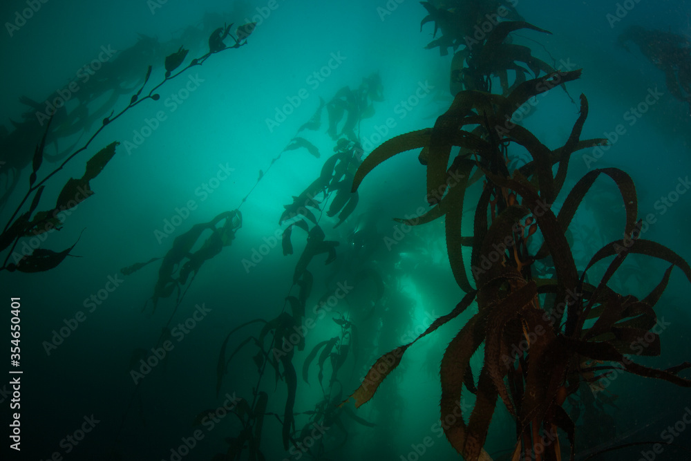 A forest of Giant kelp, Macrocystis pyrifera, grows in the cold eastern ...