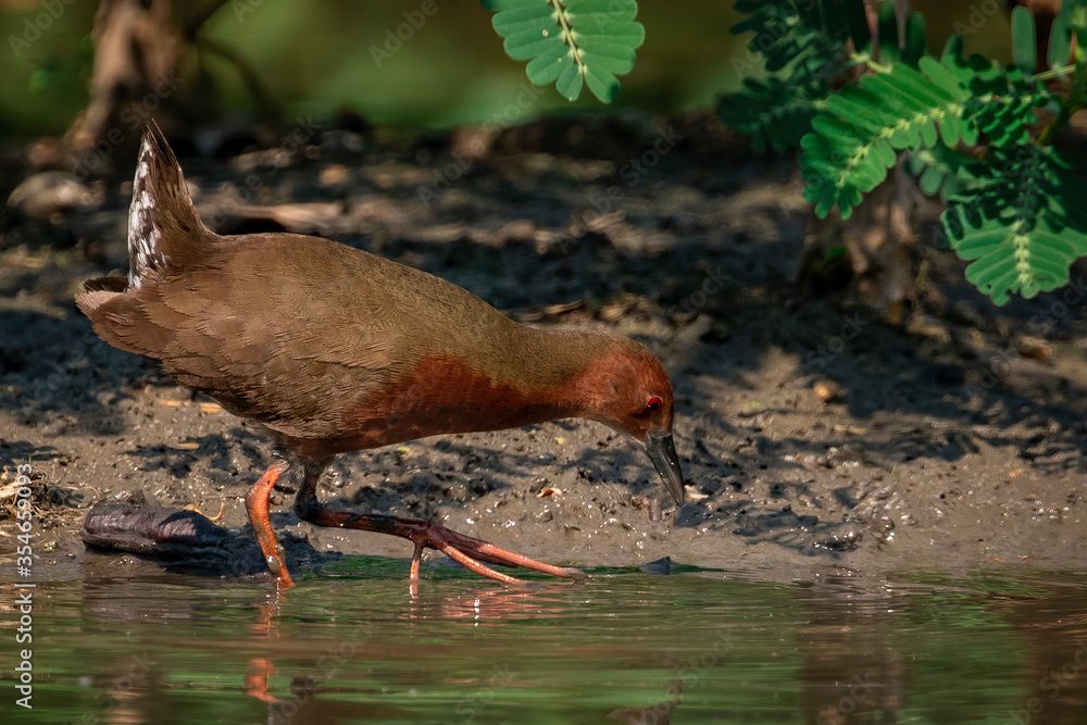 Image of Ruddy-breasted crake bird(Porzana fusca) are looking for food in swamp on nature ...