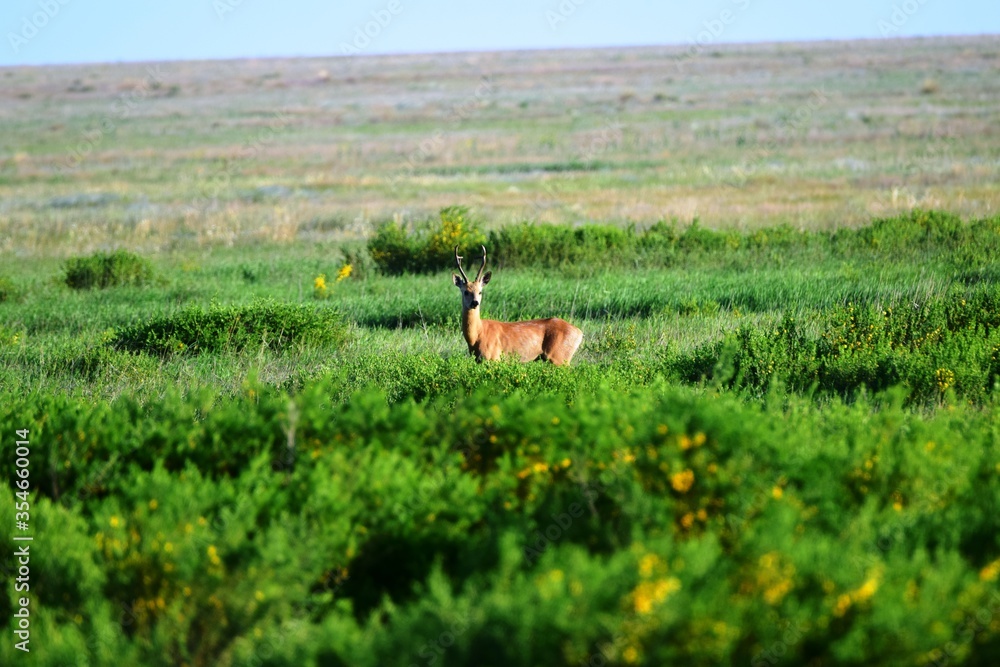 The Siberian ROE deer (Capreólus pygárgus) is a cloven - hoofed animal ...