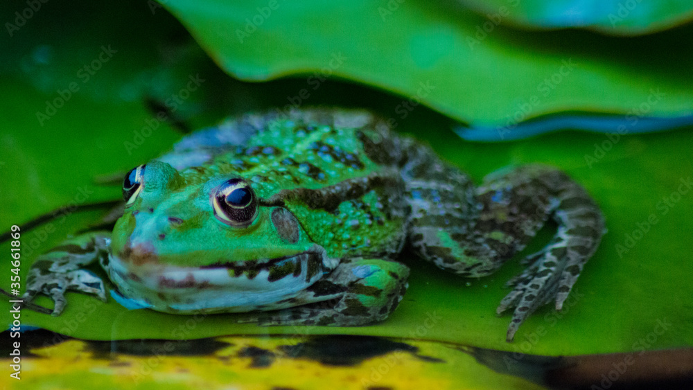 Grenouille verte Stock Photo | Adobe Stock