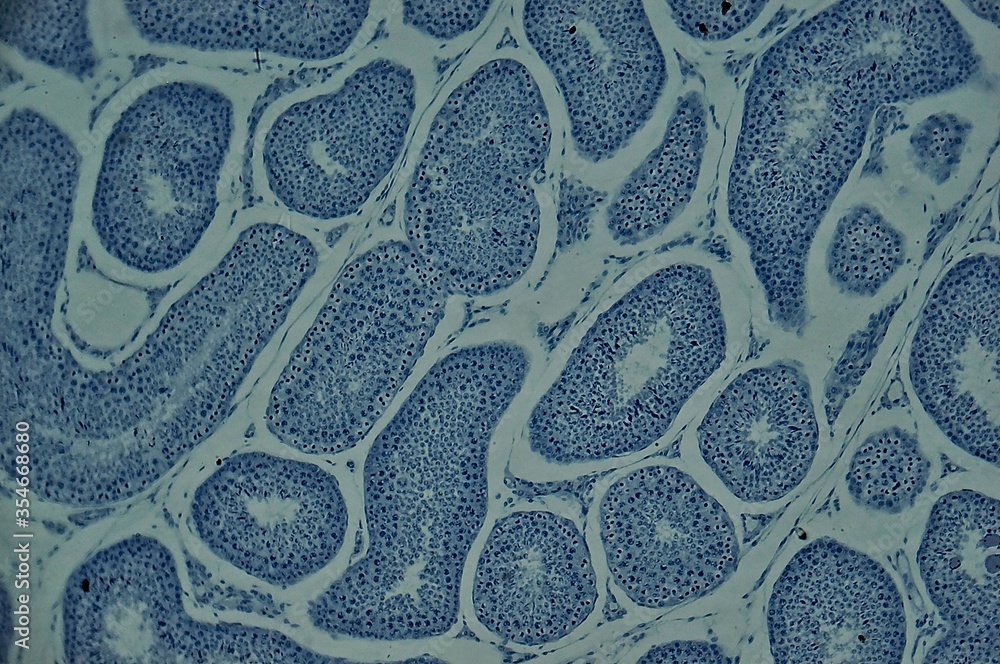 Human testis sec. under microscope Stock Photo | Adobe Stock