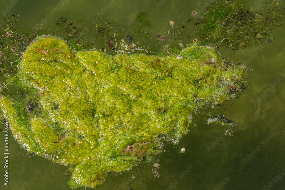 Large amount of debris and dirty waste water caused rapid growth of ...