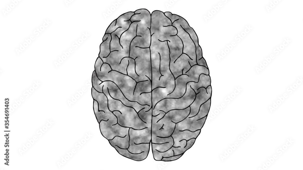 Human brain animation on white background Stock Video | Adobe Stock