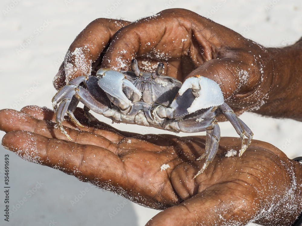 Krebs am Strand auf La Digue Stock Photo | Adobe Stock