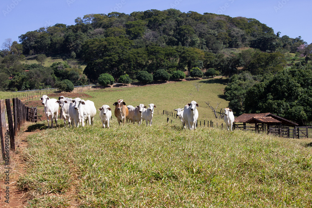 Nelore at sun in the pasture of a farm in Brazil. Livestock concept ...