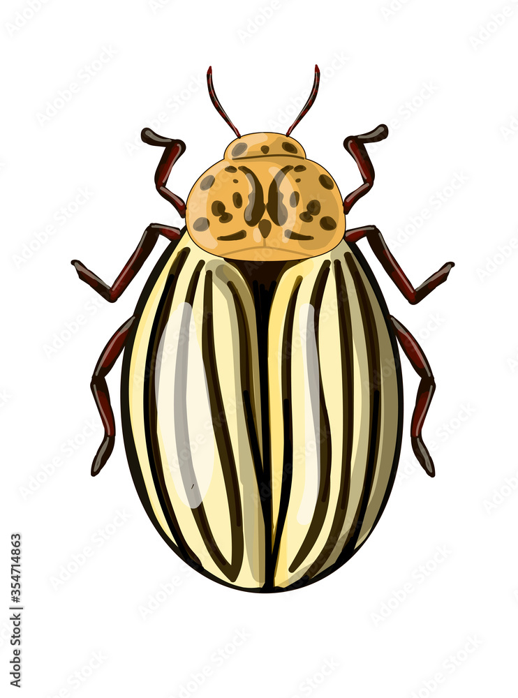 Stock vector illustration. Colorado potato beetle, top view. Drawing ...