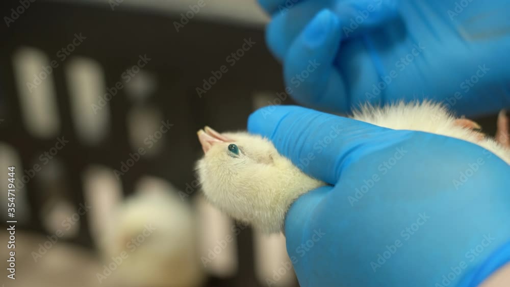 A drop of blue medicine is put in the eye of a chicken, the drop has ...