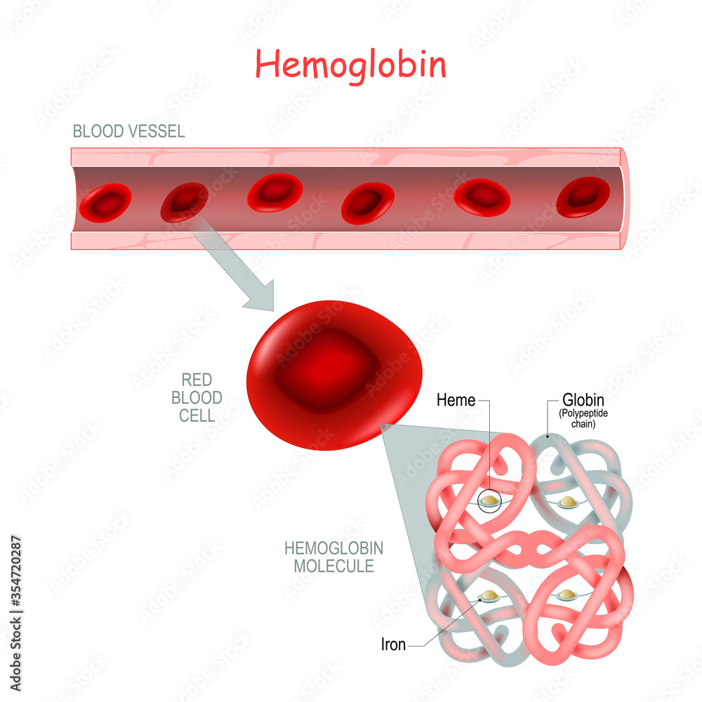 Poster structure of the hemoglobin molecule – Wall Art | UkPosters