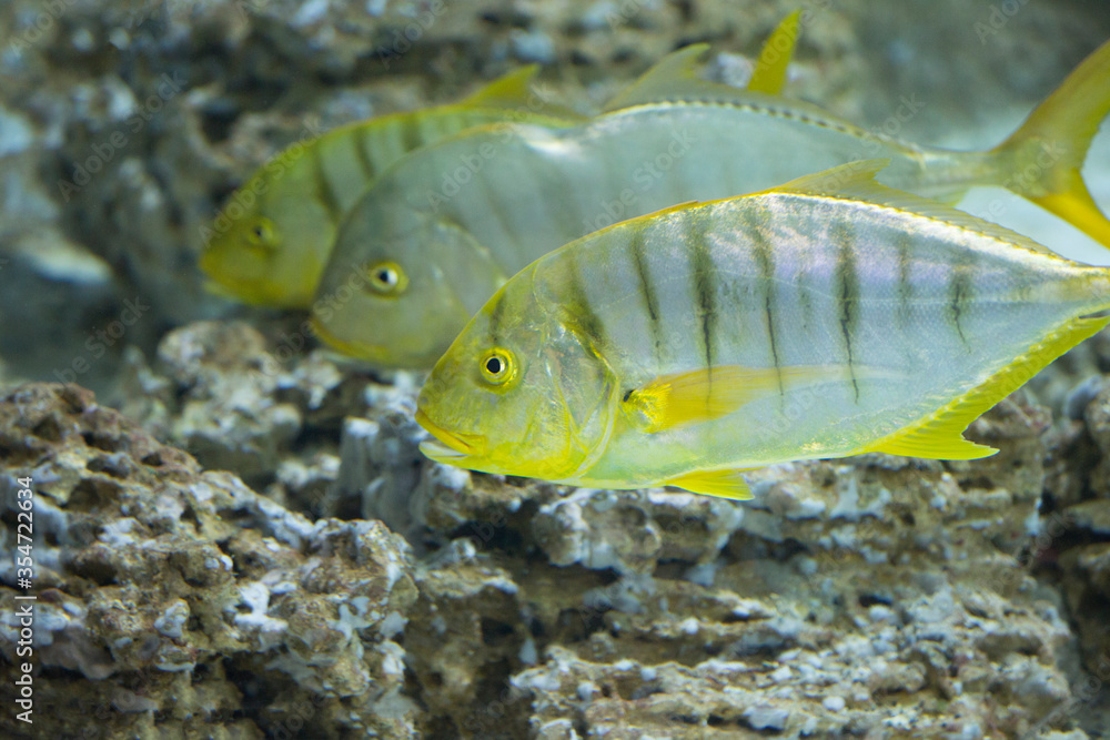 Fish under water. Golden trevally (Gnathanodon speciosus), also known ...