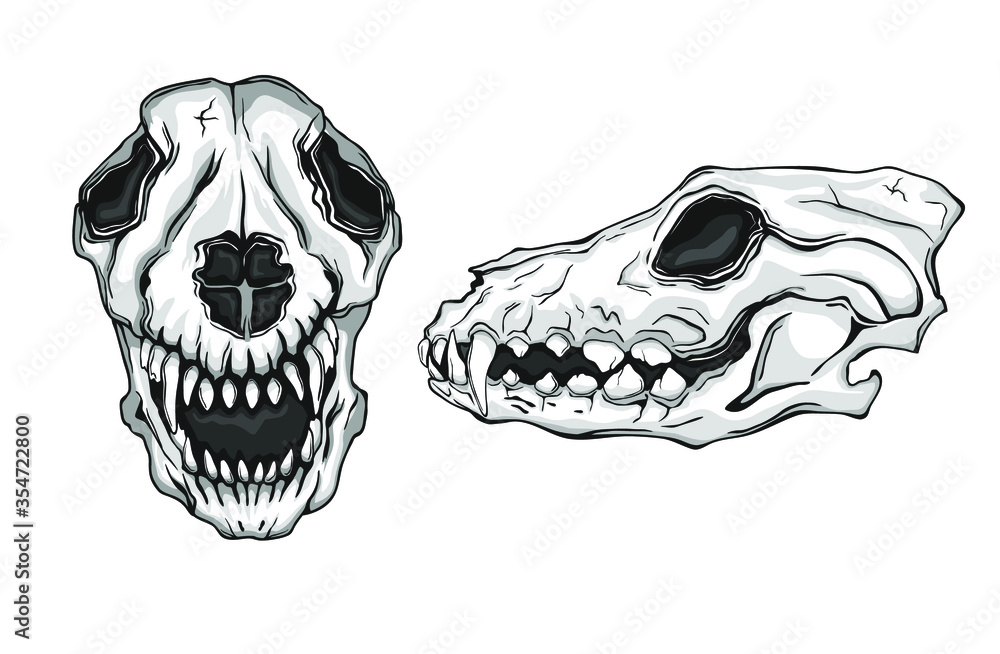 Collection of dead head bones of a dog. Vector illustration. Stock ...