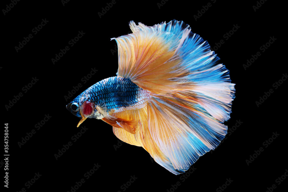 Multi color Siamese fighting fish(Rosetail)(half moon),fighting fish ...