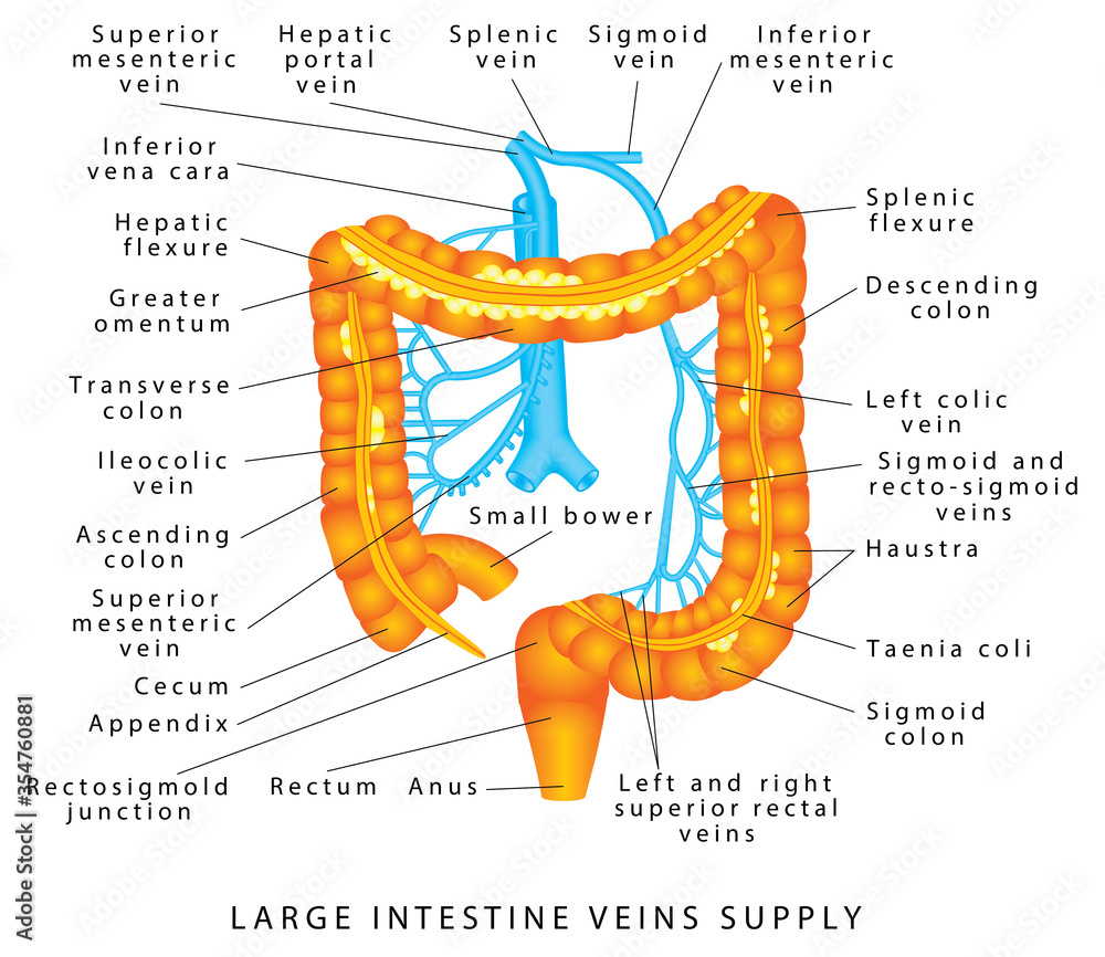 Vettoriale Stock Abdominal Veins. Blood supply to the colon. Anatomy Of ...