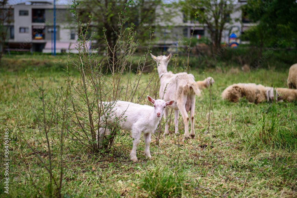 White goat behind bars, on the grass. Goats on family farm. Sheep and ...