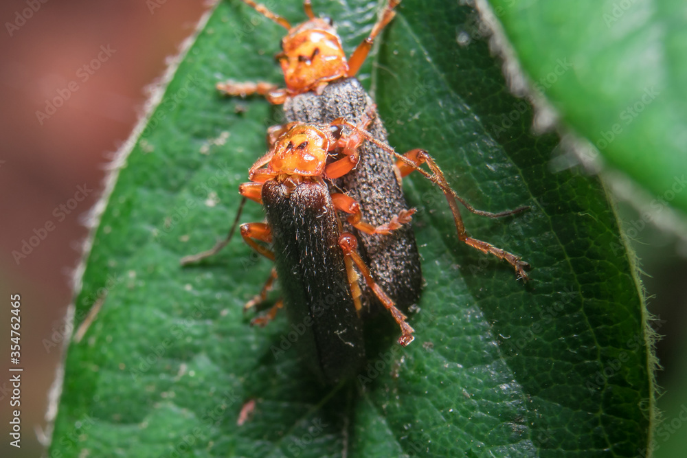 Foto de Soldier beetles are in reproduction process. do Stock | Adobe Stock