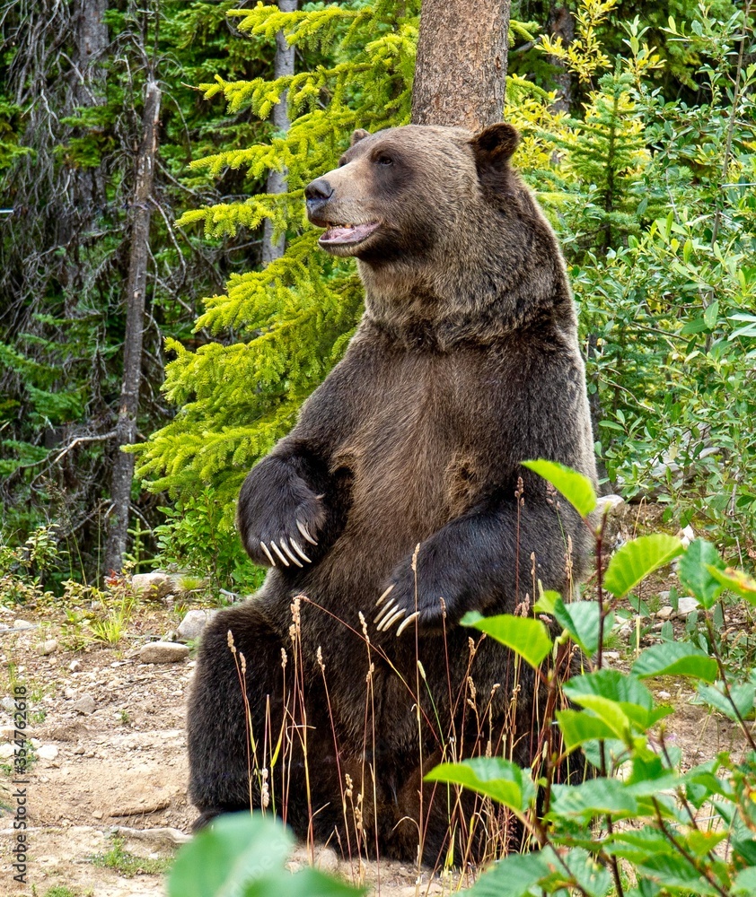 Upright Grizzly bear scratching his back on a pine tree at the Kicking ...