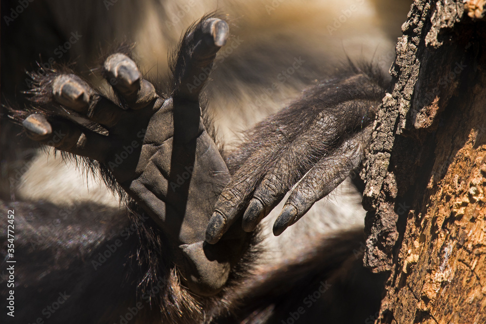 Black-handed spider monkey hand and foot foto de Stock | Adobe Stock