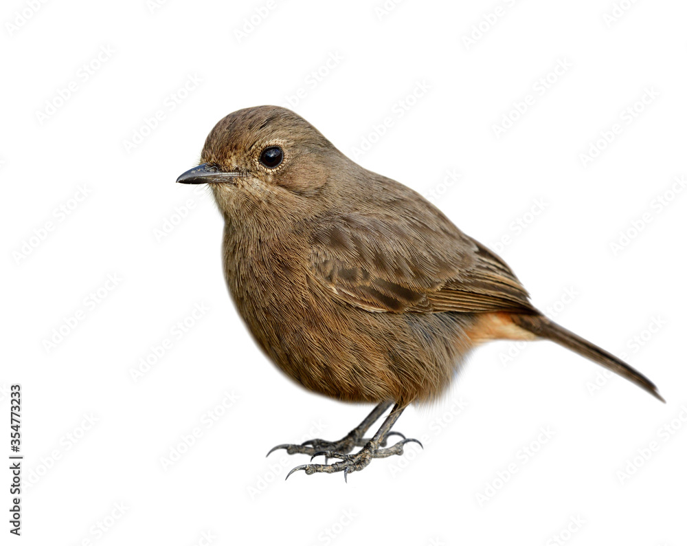 Beautiful chubby brown bird with puffy feathers detail from head to ...