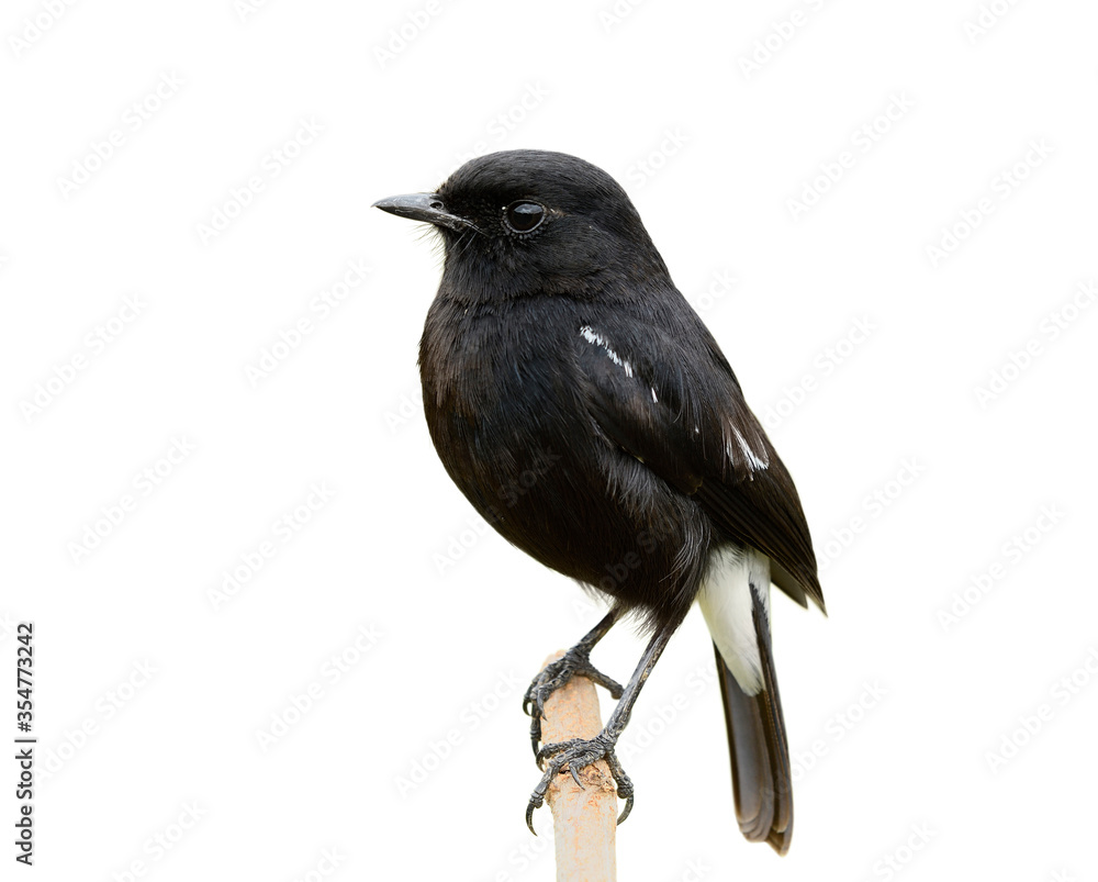 black bird with white mark on its tail snf wings perching on dried ...