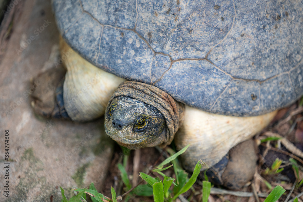 Tortoise head closeup out of shell emphasizing the eye and expression ...