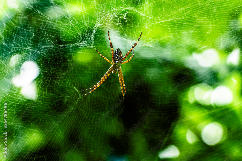 Foto de Spiders are a type of animal with booklets (arthropods) with ...