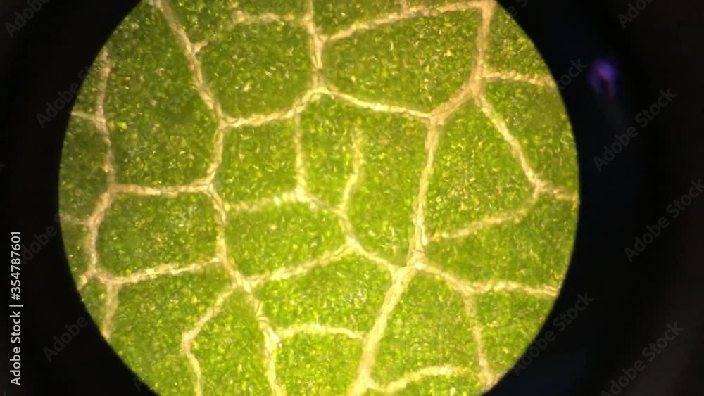 Plant leaf view under microscope for a biological study, vein details ...