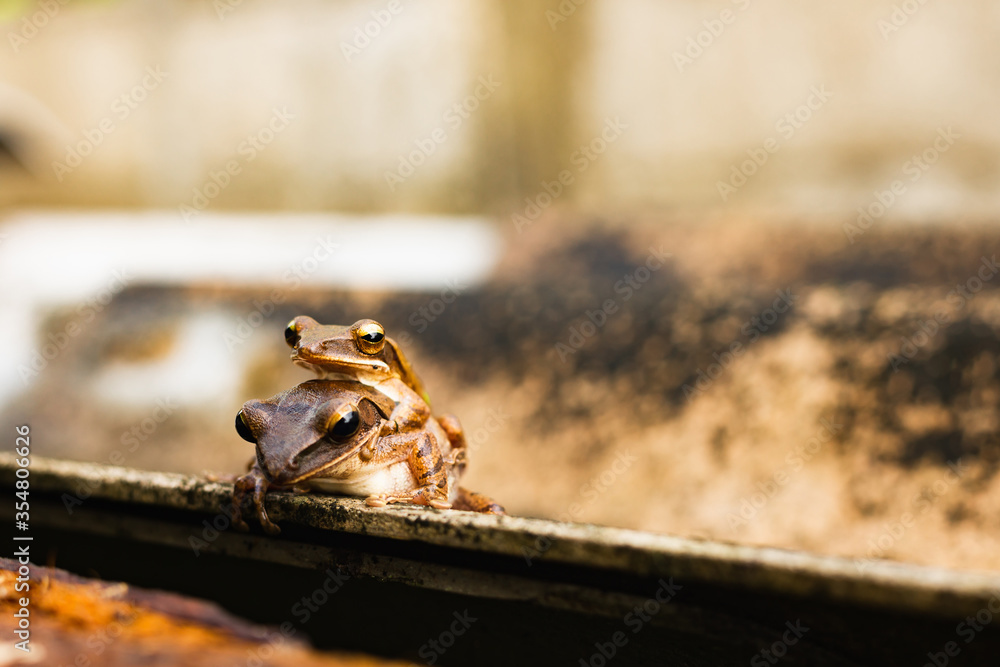 Tree frogs are mating on floor ,Common tree frog breeding by the male ...