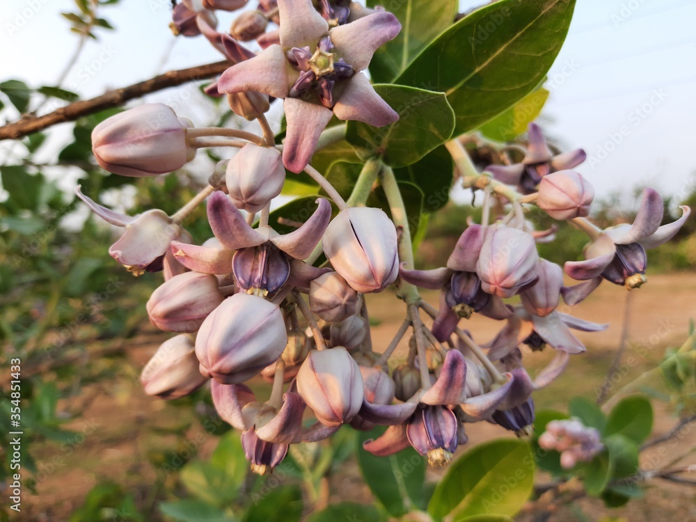 Calotropis gigantea flowers. Fresh bloom Purple Crown Flower. Giant ...