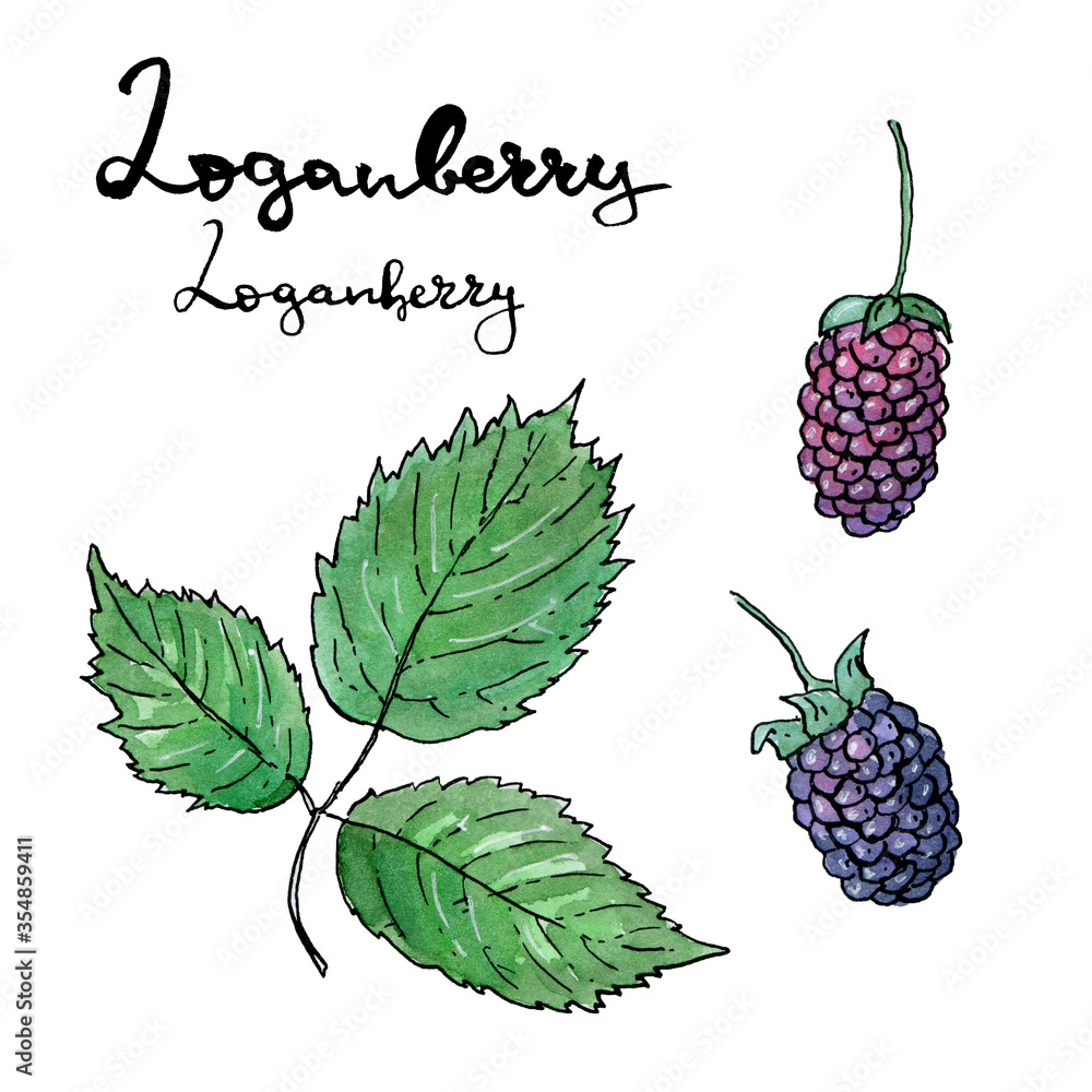 hand drawn painted set of watercolor sketch of isolated berries ...