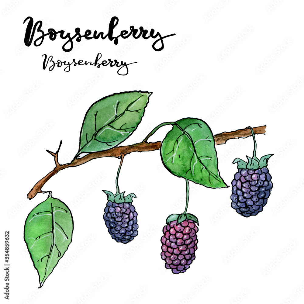 hand drawn painted set of watercolor sketch of isolated berries ...