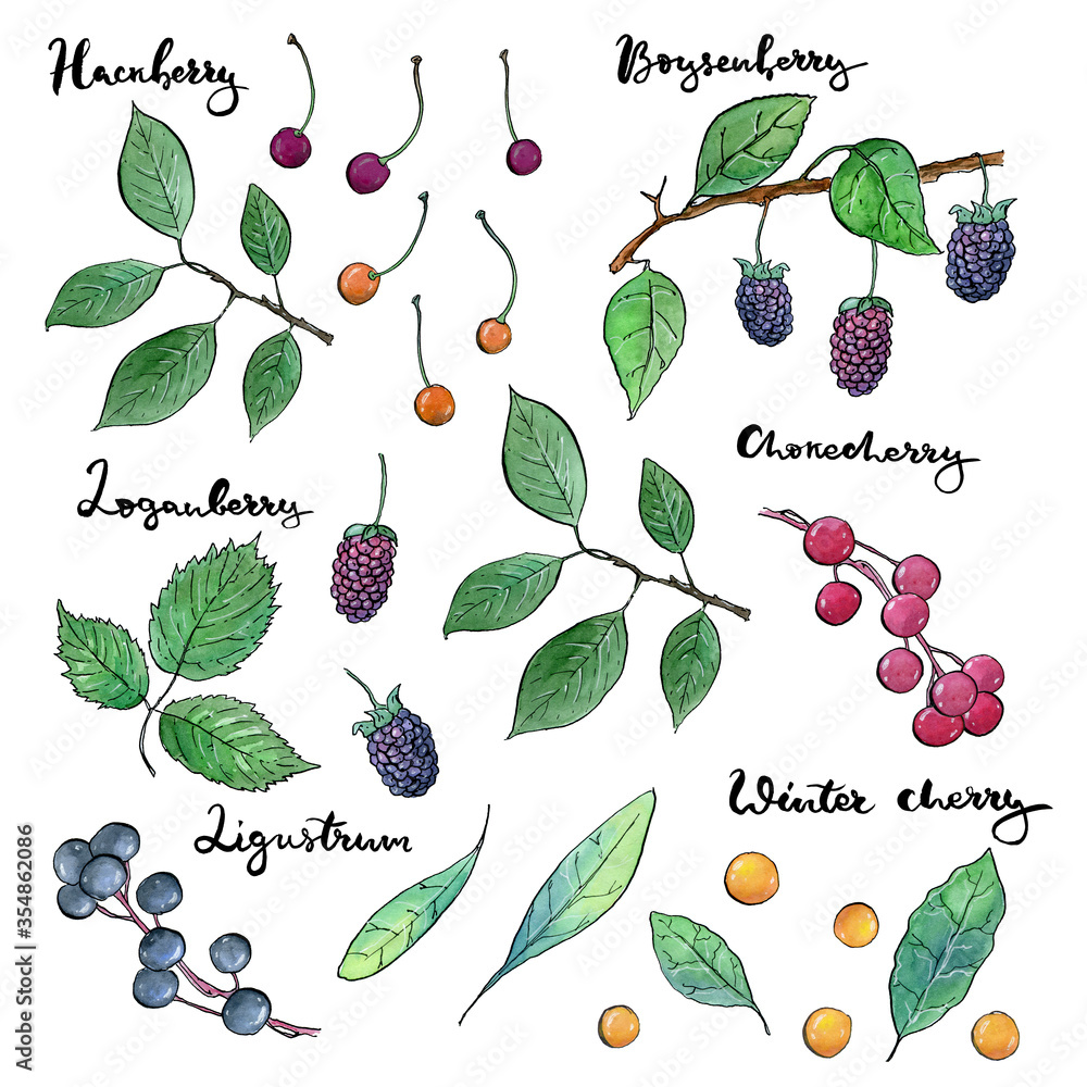 hand drawn painted set of watercolor sketch of isolated berries ...