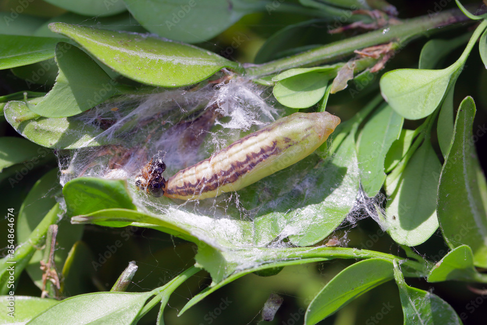Pupa of the box tree moth (Cydalima perspectalis) in nature. It is an ...