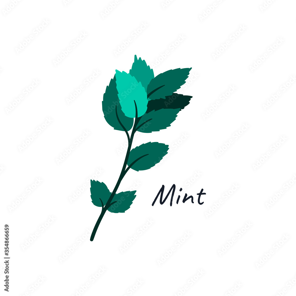 Mint doodle hand drawn illustration. Cartoon flat free hand drawing ...