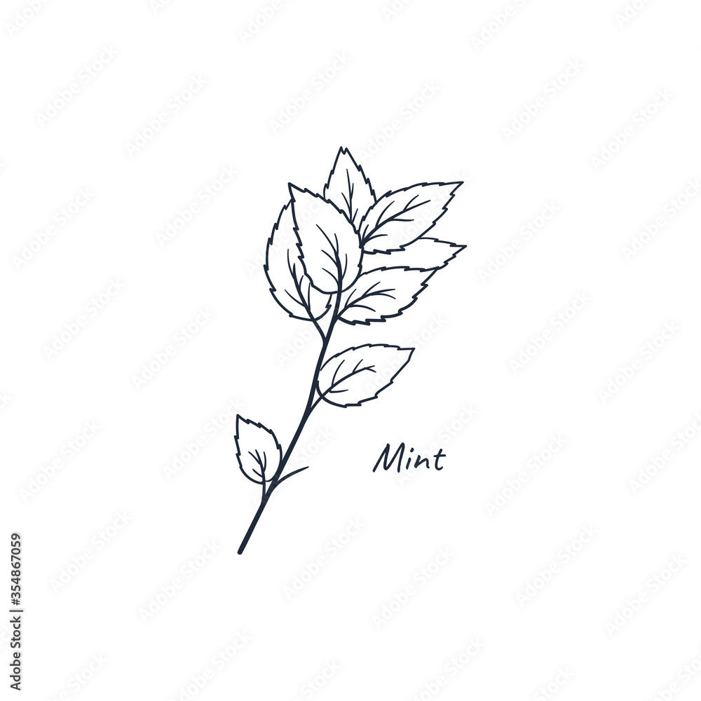 Mint doodle hand drawn illustration. Cartoon flat free hand drawing ...