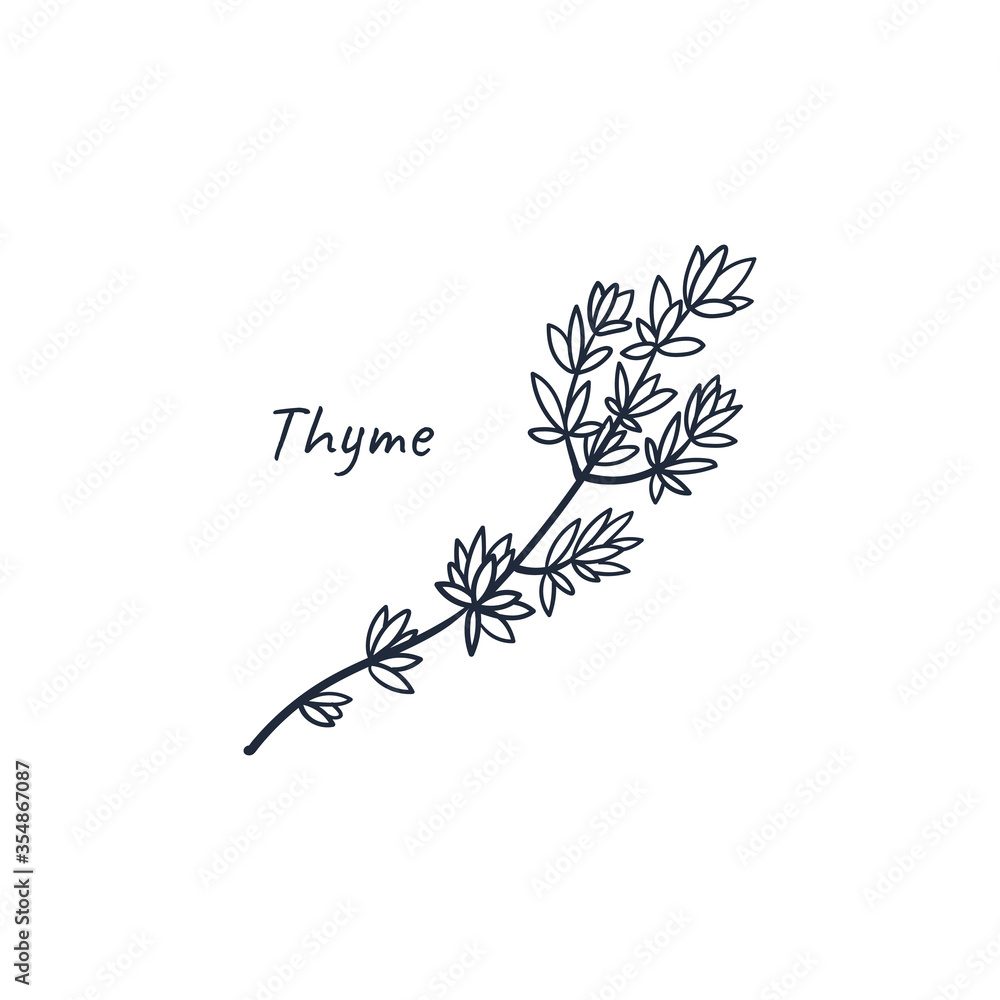 Thyme hand drawn doodle culinary herb. Vector illustration isolated on ...