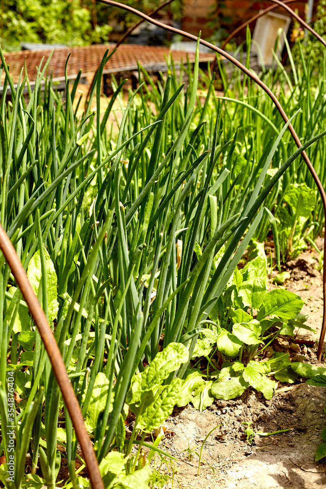 Garden bed with onions, gardening and farming concept. Onions growing ...