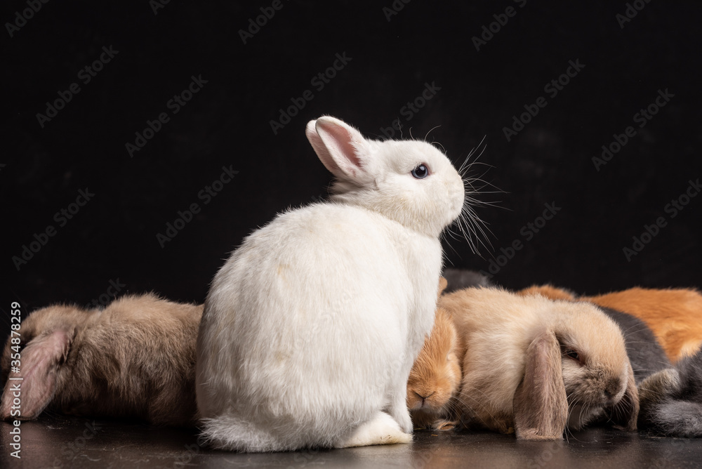 Baby Bunny, Rabbit, Giant flemish red, french lop, flemish giant ...