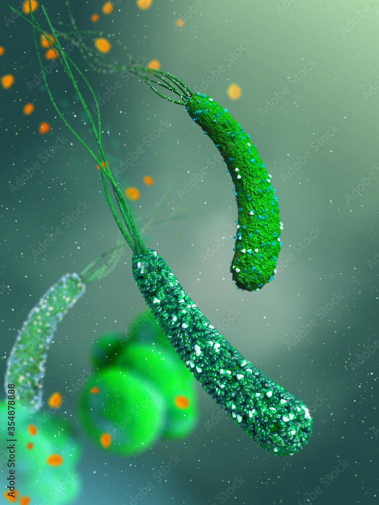 Dangerous pathogenic bacteria Helicobacter pylori , pathogen of stomach ...